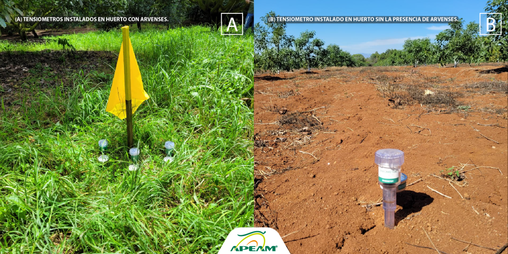 Las buenazas del aguacate: el valor de las plantas arvenses | APEAM A.C.