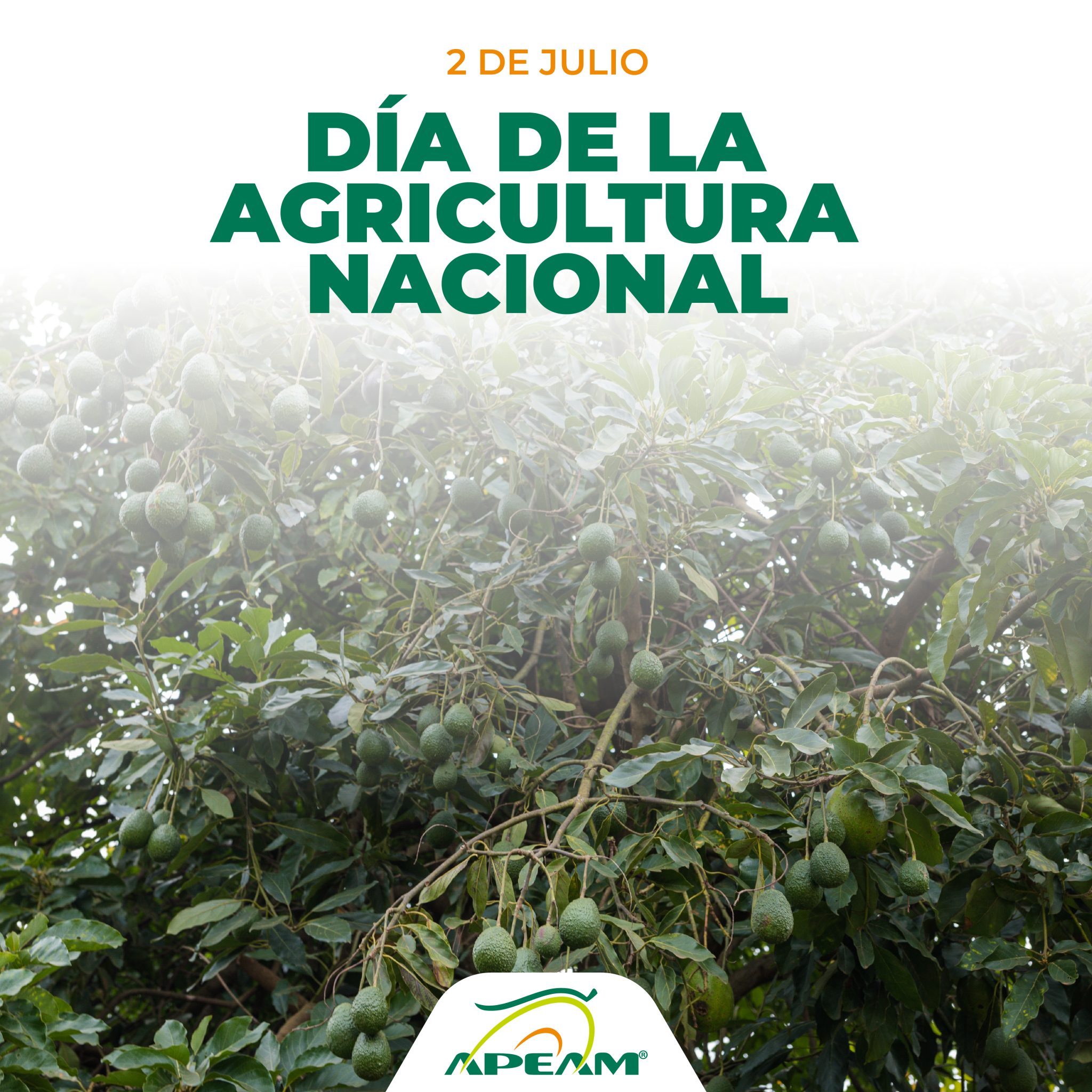 La ruta de confianza del aguacate de exportación: la trazabilidad de la APEAM hacia Estados ...