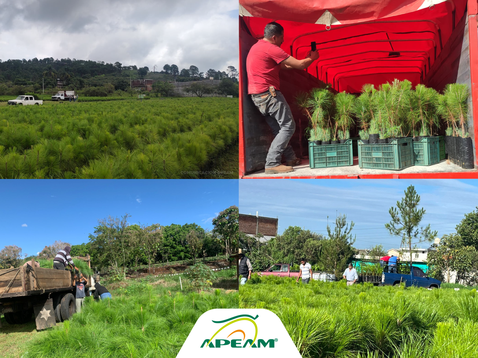 APEAM inicia entrega de 690 mil plantas de pino en Michoacán y Jalisco ...
