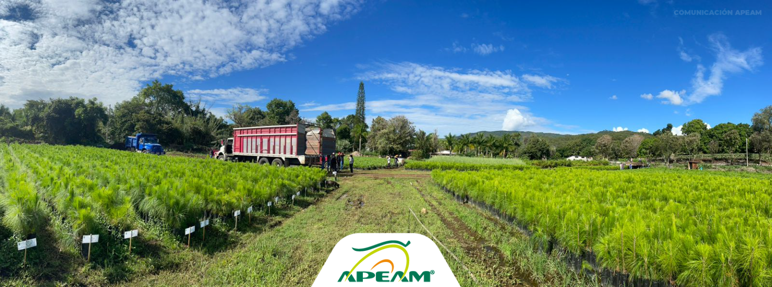 APEAM inicia entrega de 690 mil plantas de pino en Michoacán y Jalisco ...